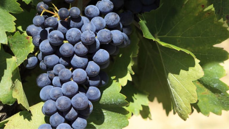 15 Giống nho làm rượu vang đỏ ngon nổi tiếng thế giới